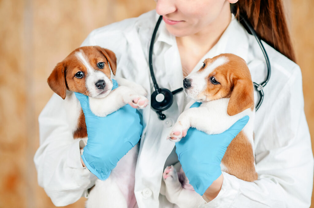 Curso de Etología: Agresividad canina - Capacitación Veterinaria